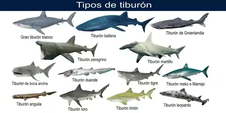 Tipos De Tiburones Mundo Acu tico Tipos De Tiburones Mundo Acu tico